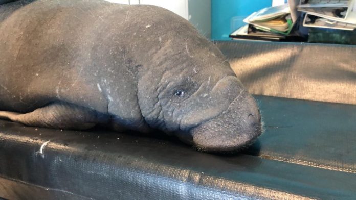 Bebé manatí es rescatada en la orilla del Sector Mar Negro en Salinas ...
