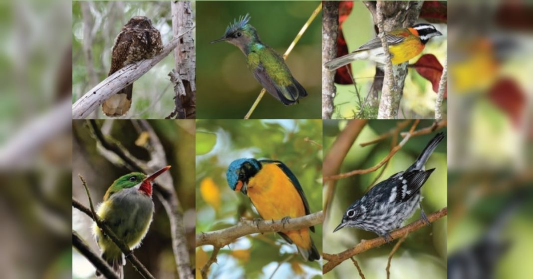 Publican nuevo atlas de aves reproductoras de Puerto Rico - WIPR