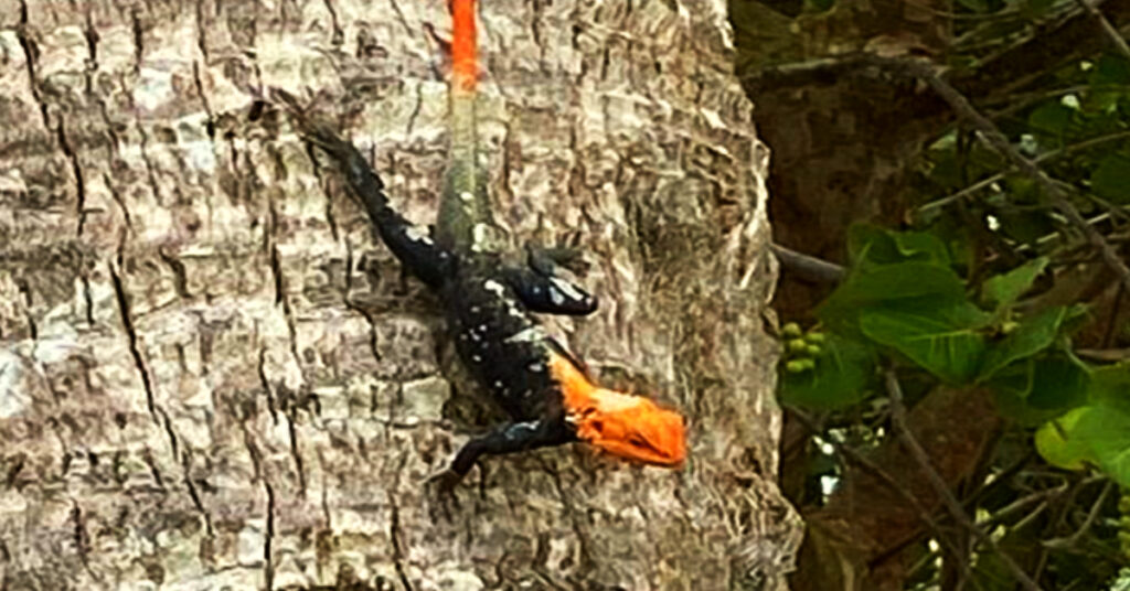 Avistan especie invasiva “lagarto de fuego” en parque de Punta Las ...