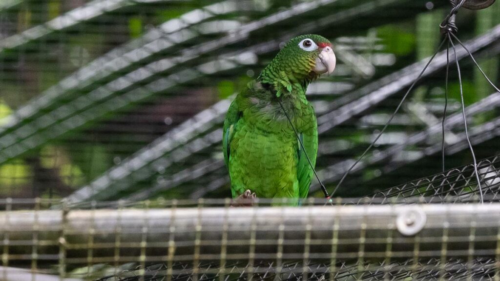 DRNA y Para la Naturaleza acuerdan fortalecer aviarios de la cotorra ...