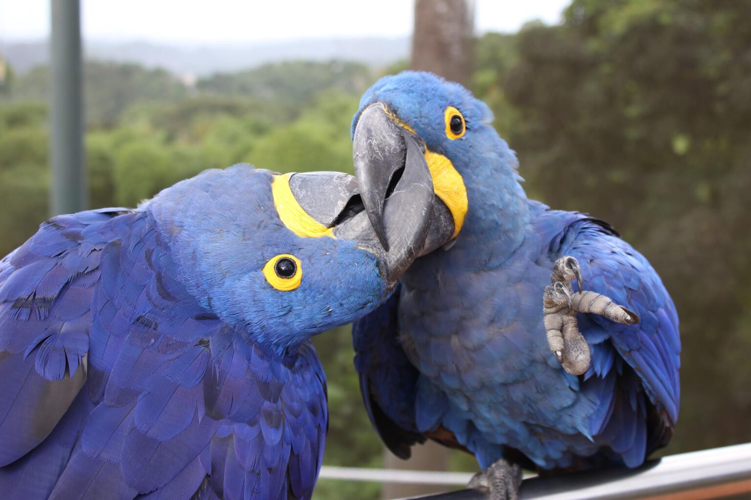 Reabre el Parque Forestal La Marquesa en Guaynabo: un oasis natural ...