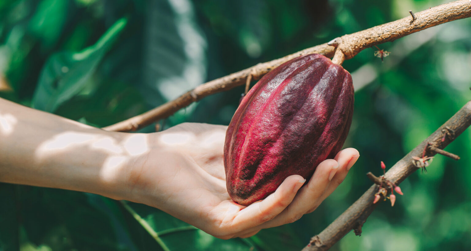 7 de julio: Día Internacional del Cacao - WIPR